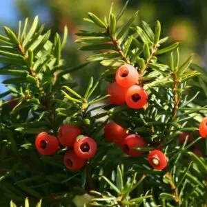 Boomcafé 'Ecologie van Taxus' | Bomen Beter Beheren