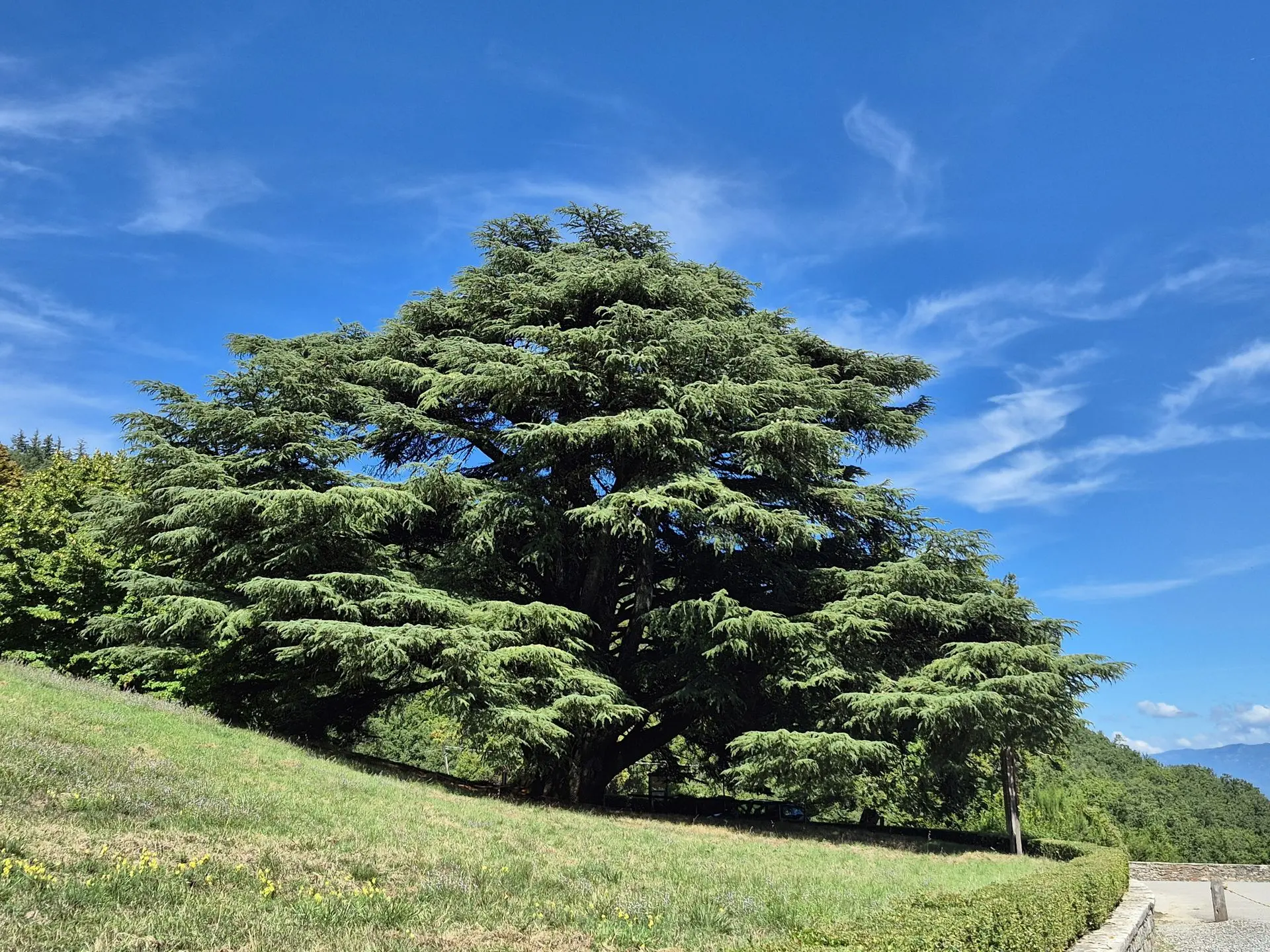 Natuur zonder stem: waarom bomen rechtspersoonlijkheid verdienen ...