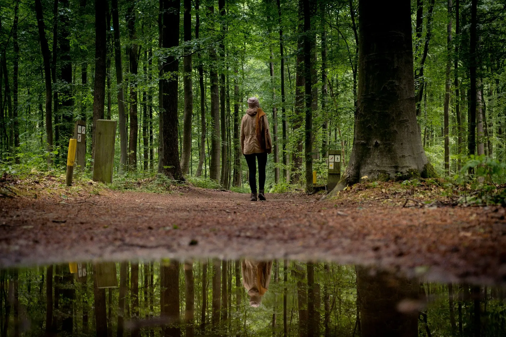 De mens is zijn band met de natuur verloren - maar er is hoop | Bomen ...